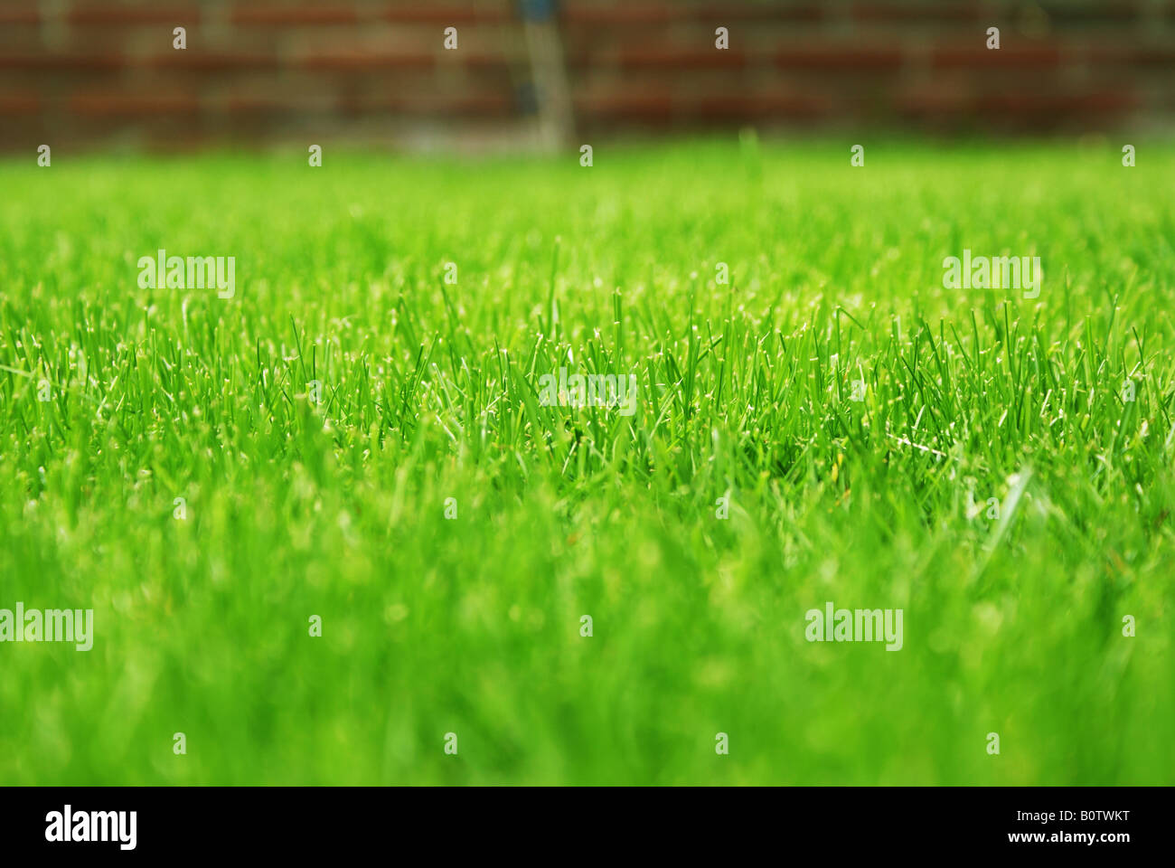 lush green grass Stock Photo - Alamy