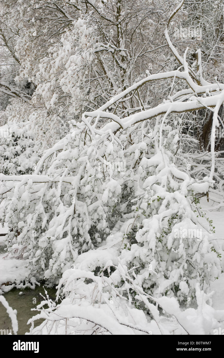 Sudden heavy snow fall on tree branches in spring Stock Photo - Alamy