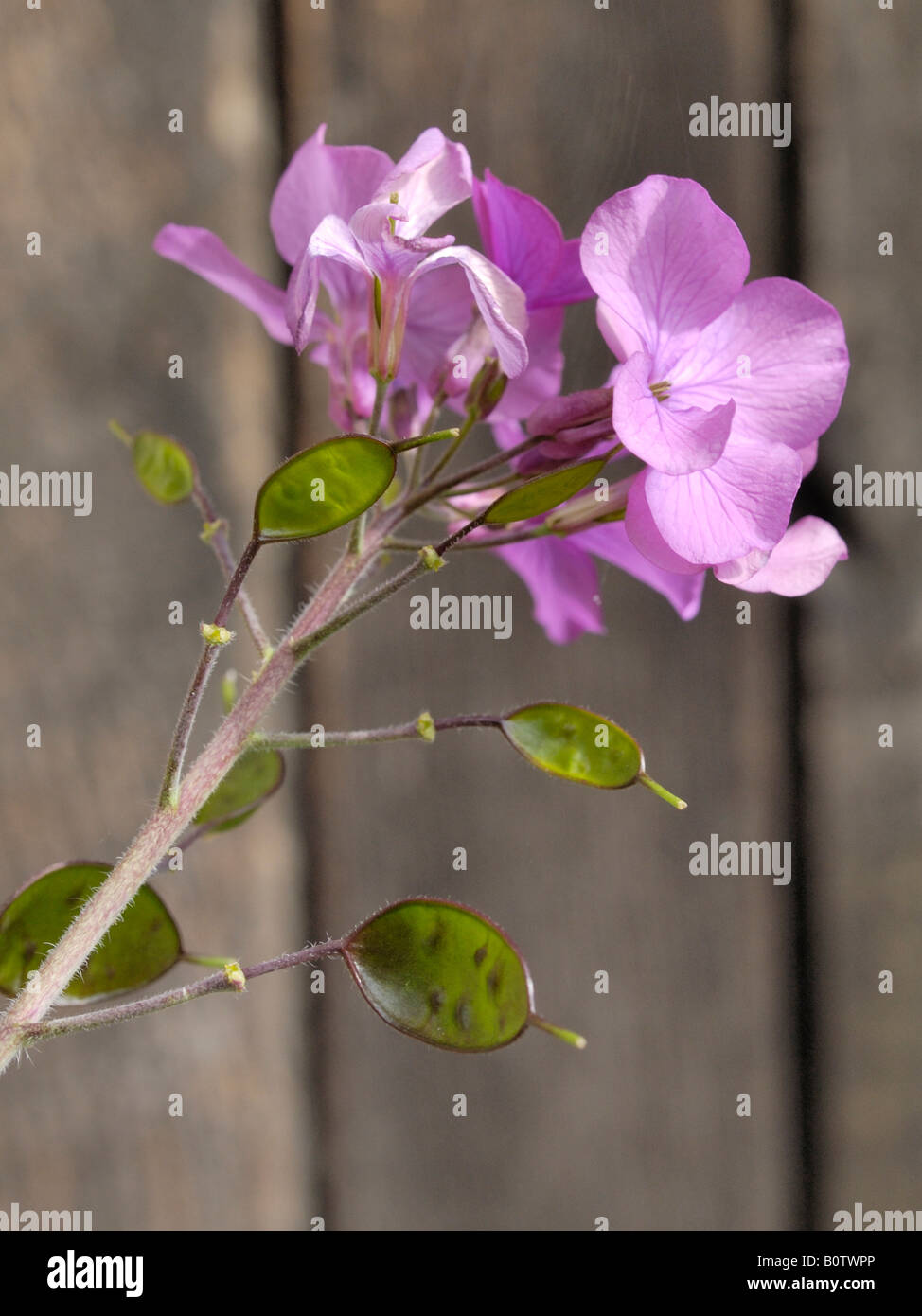 Lunaria annua honesty flower hi-res stock photography and images - Alamy