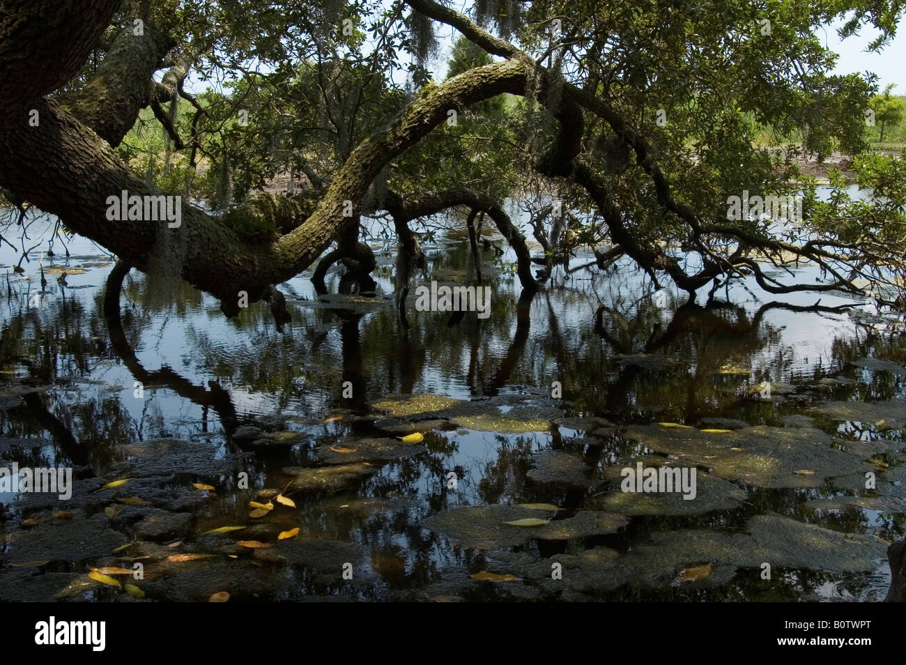 Oak tree branch leaning close to water, Orton Plantation Gardens near ...