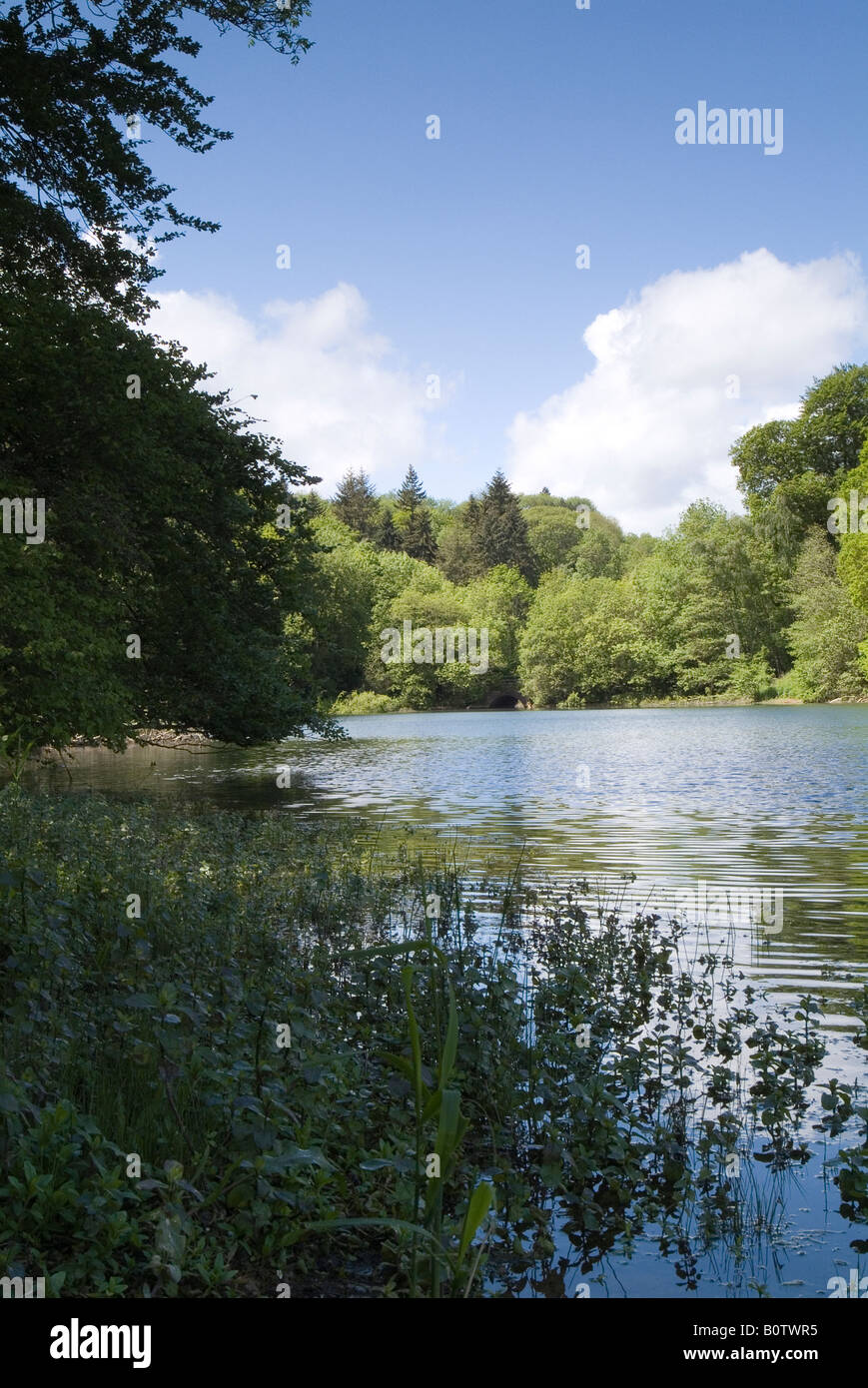 trees around lake Stock Photo - Alamy
