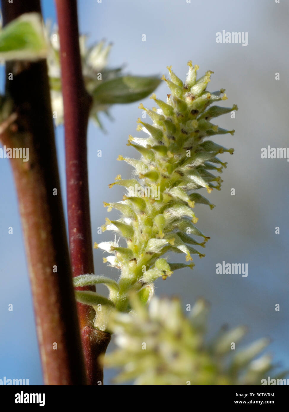 Grey Willow, female flower, salix cinerea Stock Photo - Alamy