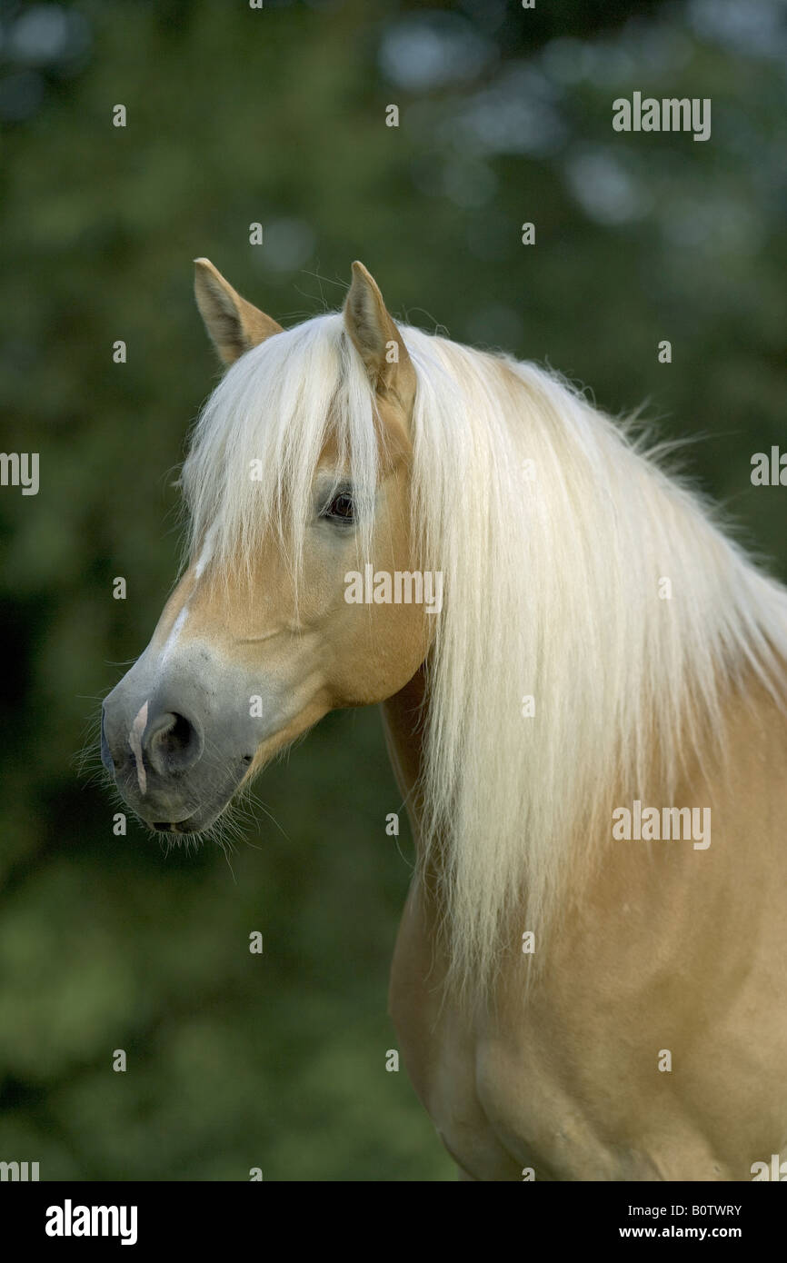 haflinger - portrait Stock Photo - Alamy