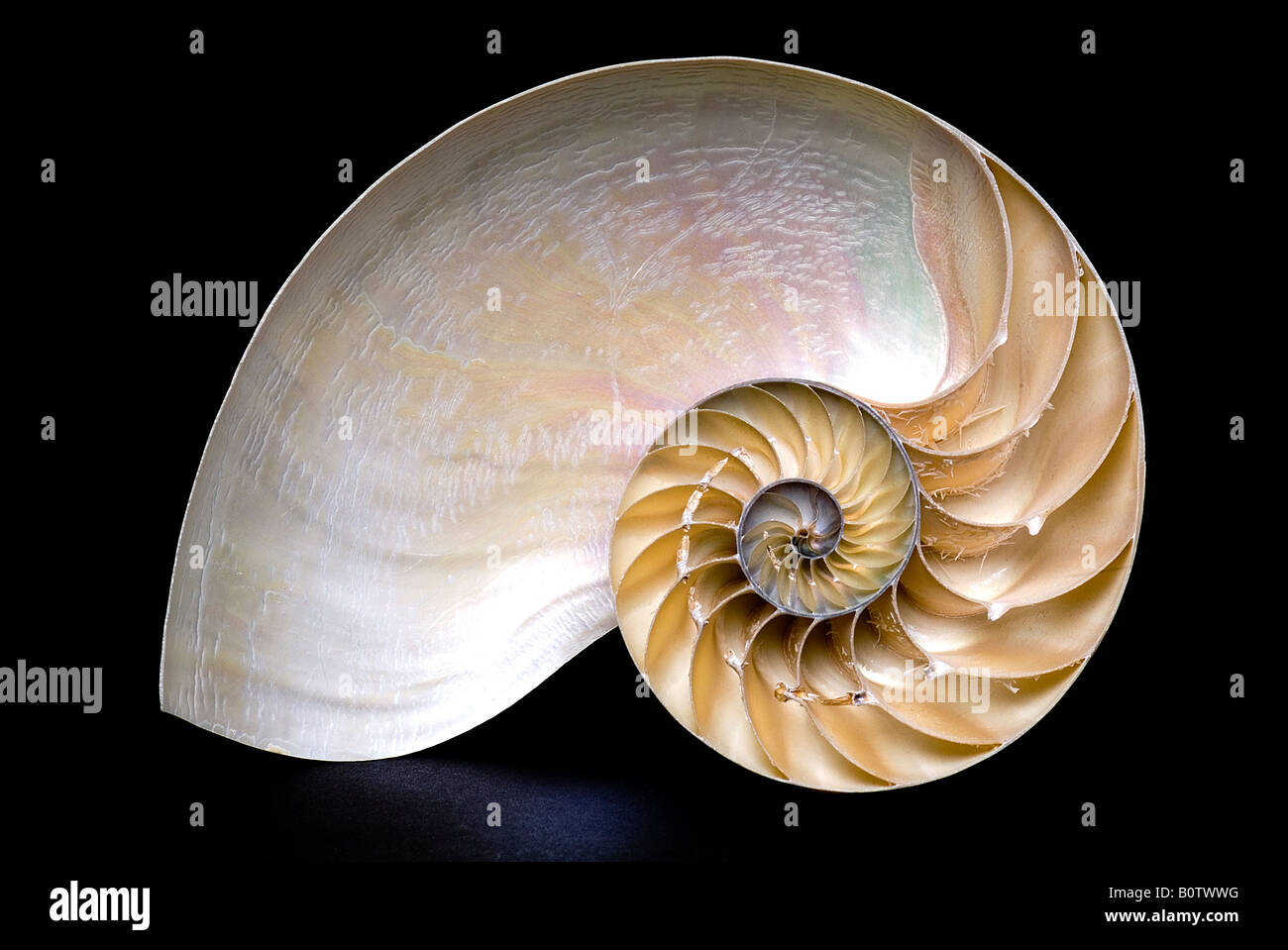 The nautilus hi-res stock photography and images - Alamy