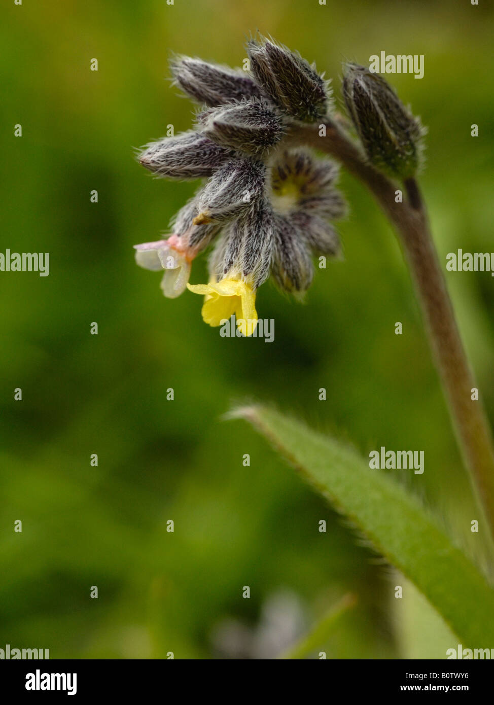 Changing Forget-me-not, myosotis discolor subspecies discolor Stock ...