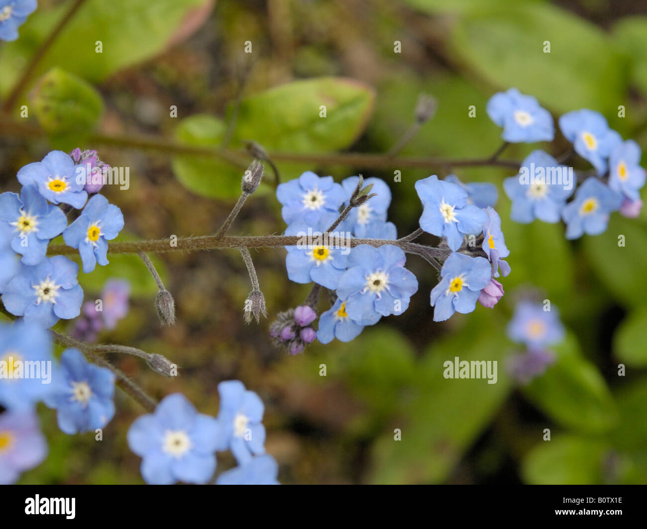 Field Forget-me-not, myosotis arvensis Stock Photo - Alamy
