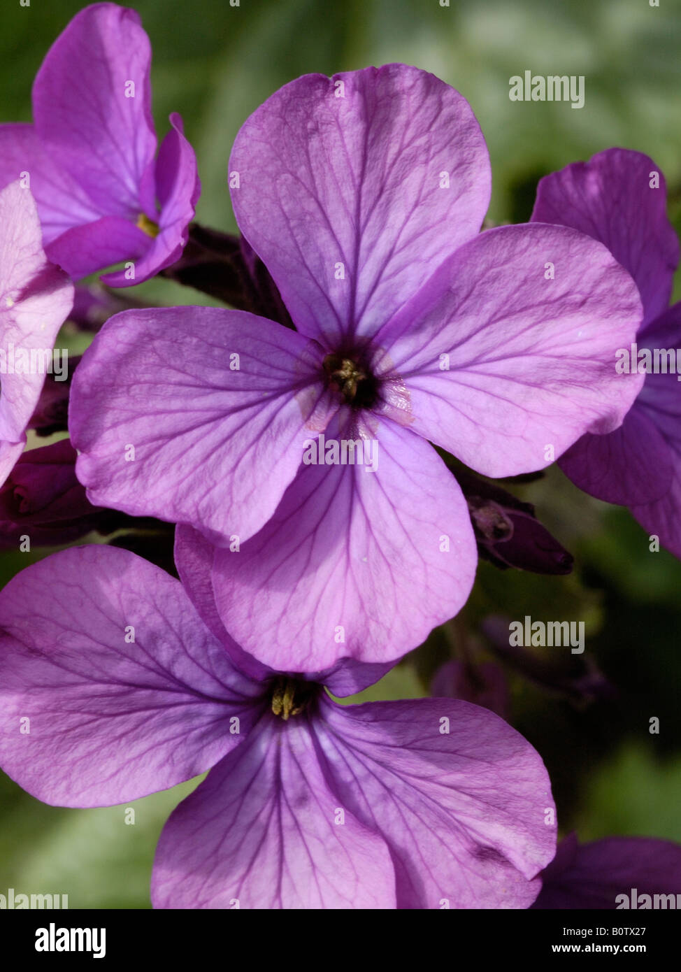 Honesty flower, lunaria annua Stock Photo - Alamy
