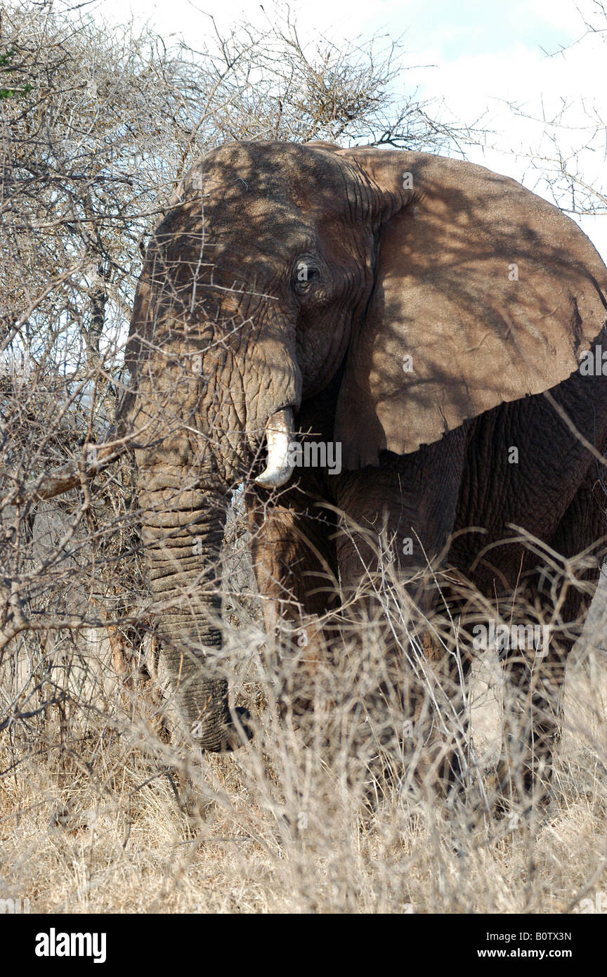 African Elephants Height