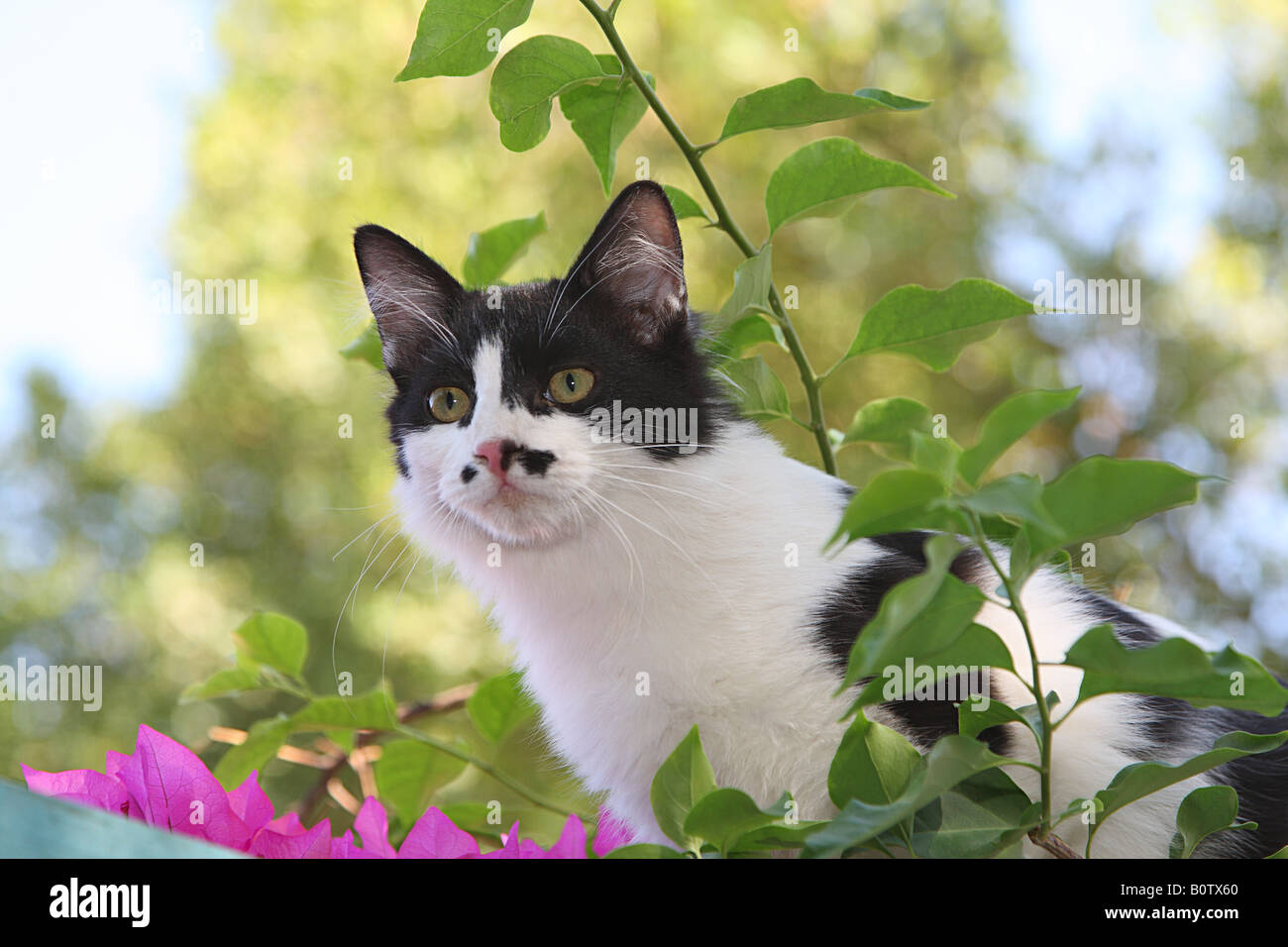 domestic cat - in between twigs Stock Photo - Alamy