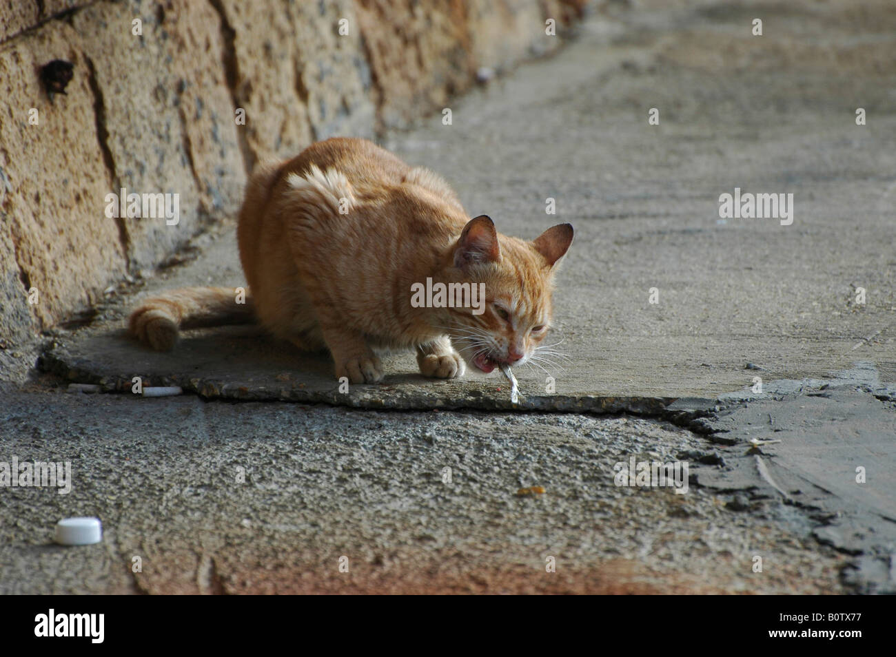 A ginger cat eating a fish thrown to the cat by a fisheman Stock Photo ...