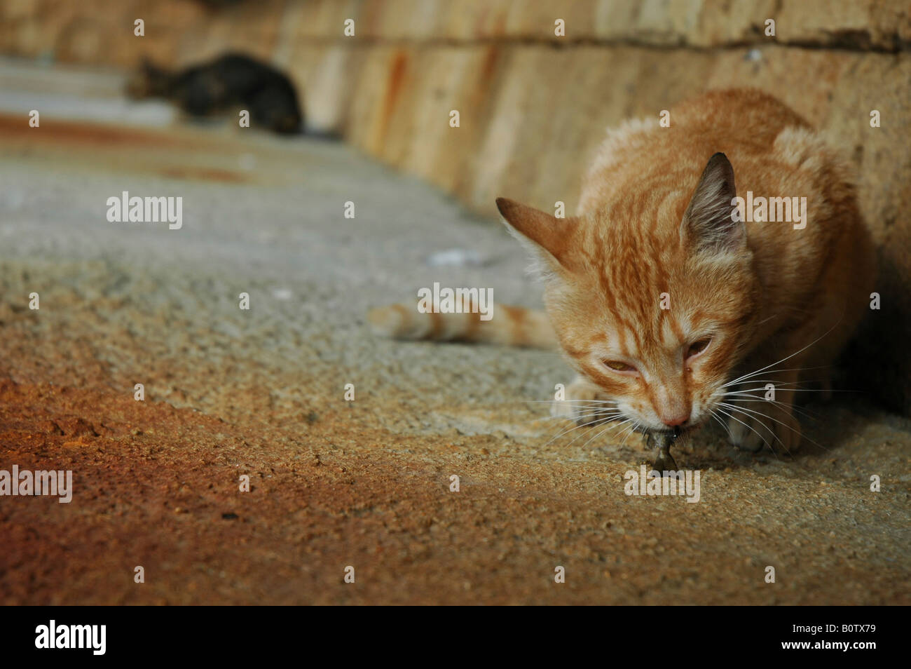 A ginger cat eating a fish thrown to the cat by a fisheman Stock Photo ...
