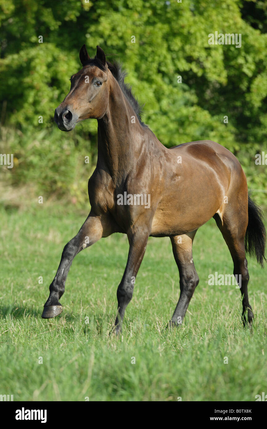 holstein - walking on meadow Stock Photo - Alamy