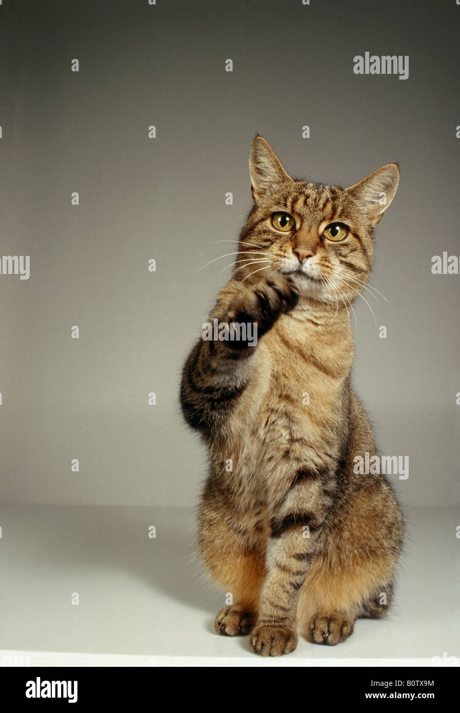 Domestic Cat Lifting Paw High Resolution Stock Photography and Images ...