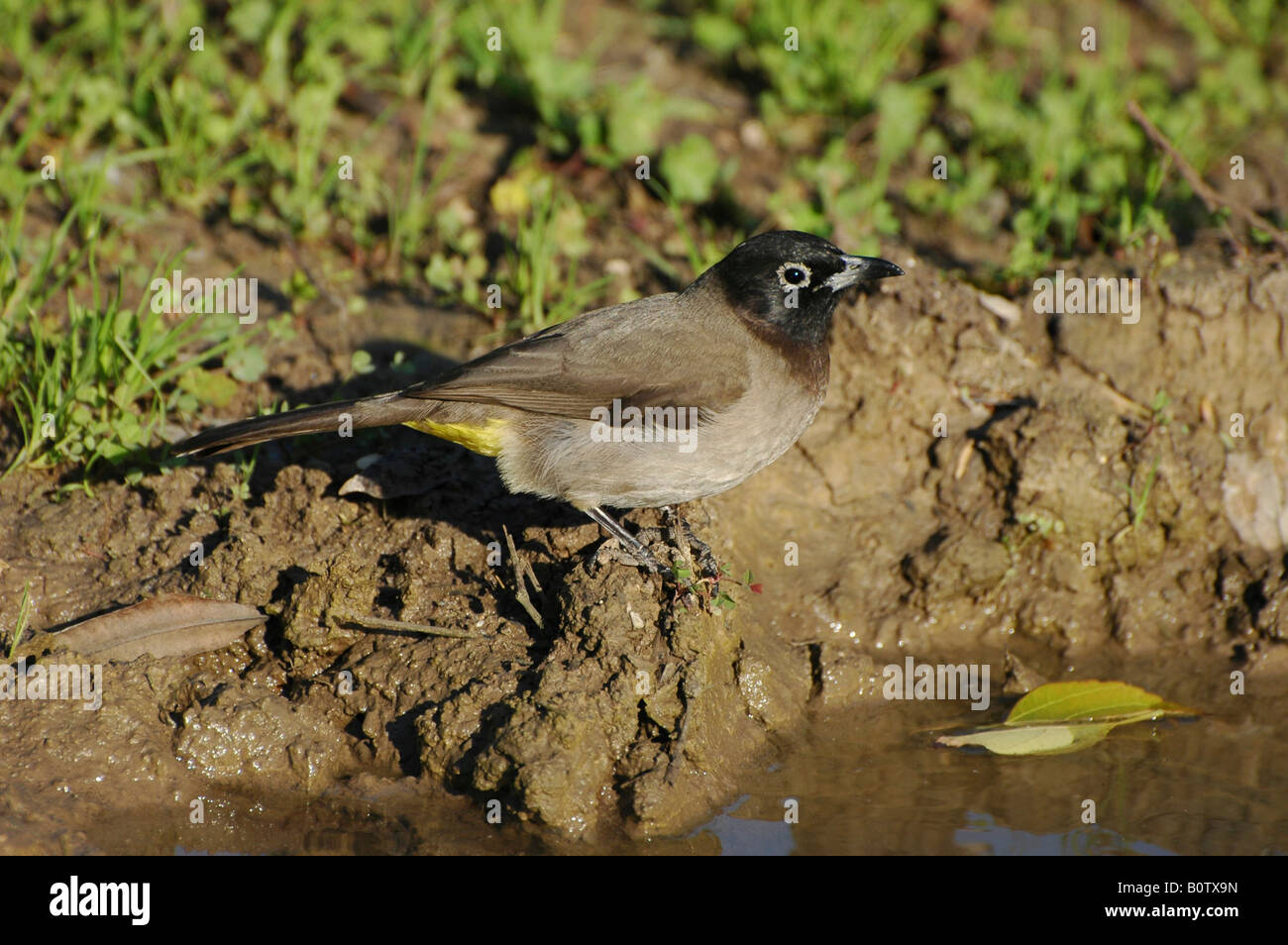 Pycnonotus xanthopygos Israel Yellow vented Bulbul AKA White Spectacled ...