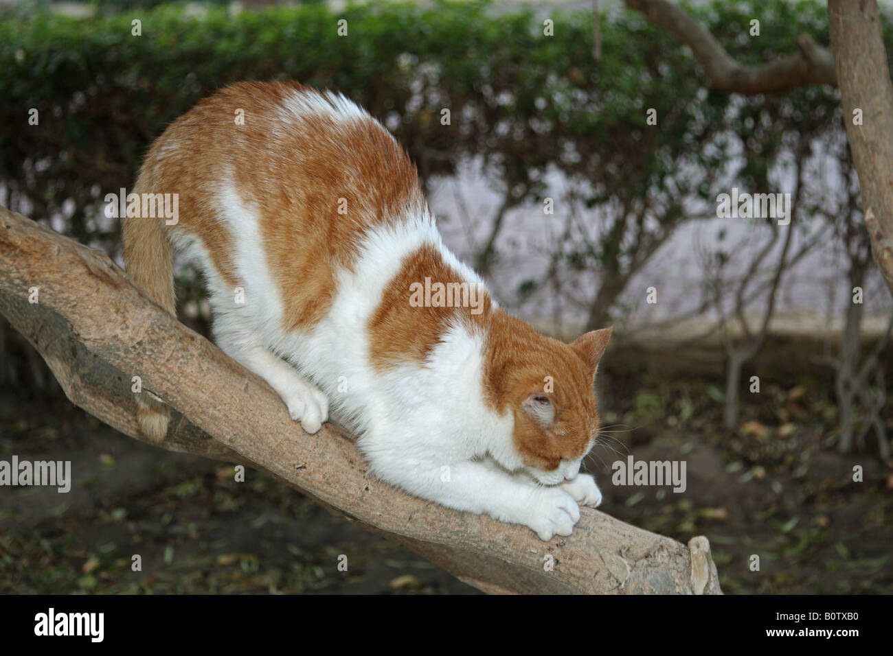 Domestic cat. Adult on a branch, sharpening claws Stock Photo - Alamy