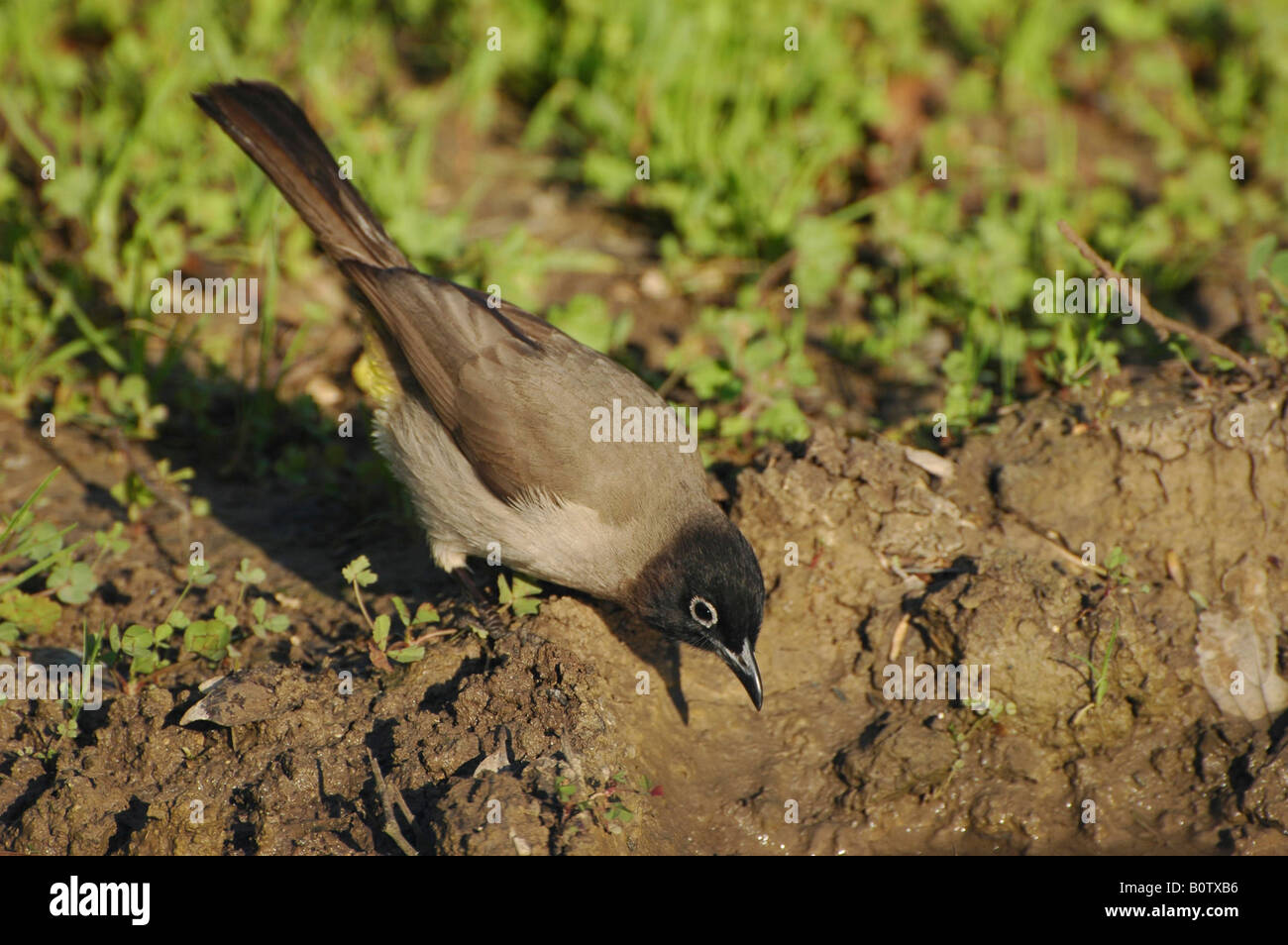 Pycnonotus xanthopygos Israel Yellow vented Bulbul AKA White Spectacled ...