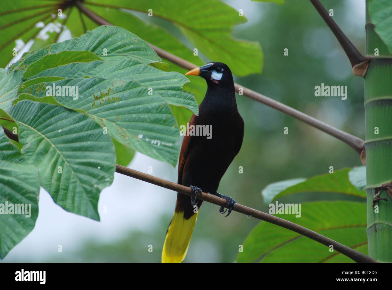 Montezuma Oropendula, Psarcopius montezuma, Costa Rica Stock Photo - Alamy