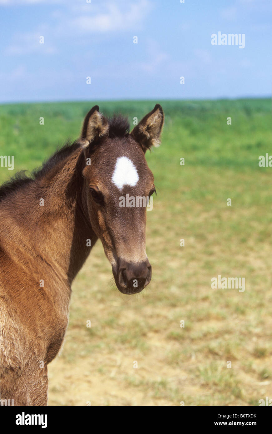 Quarter horse foal - portrait Stock Photo - Alamy