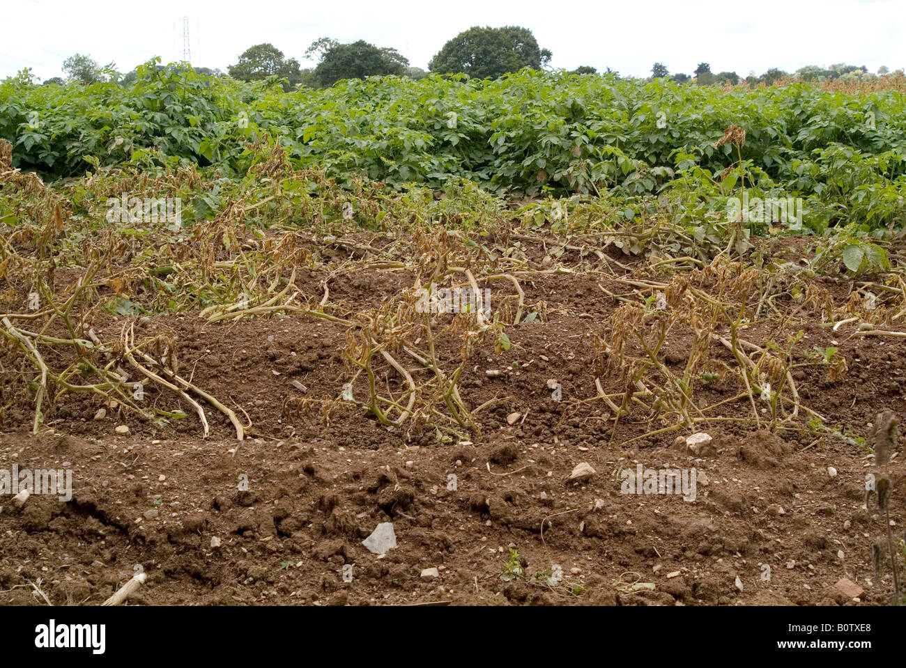Failed crops hi-res stock photography and images - Alamy
