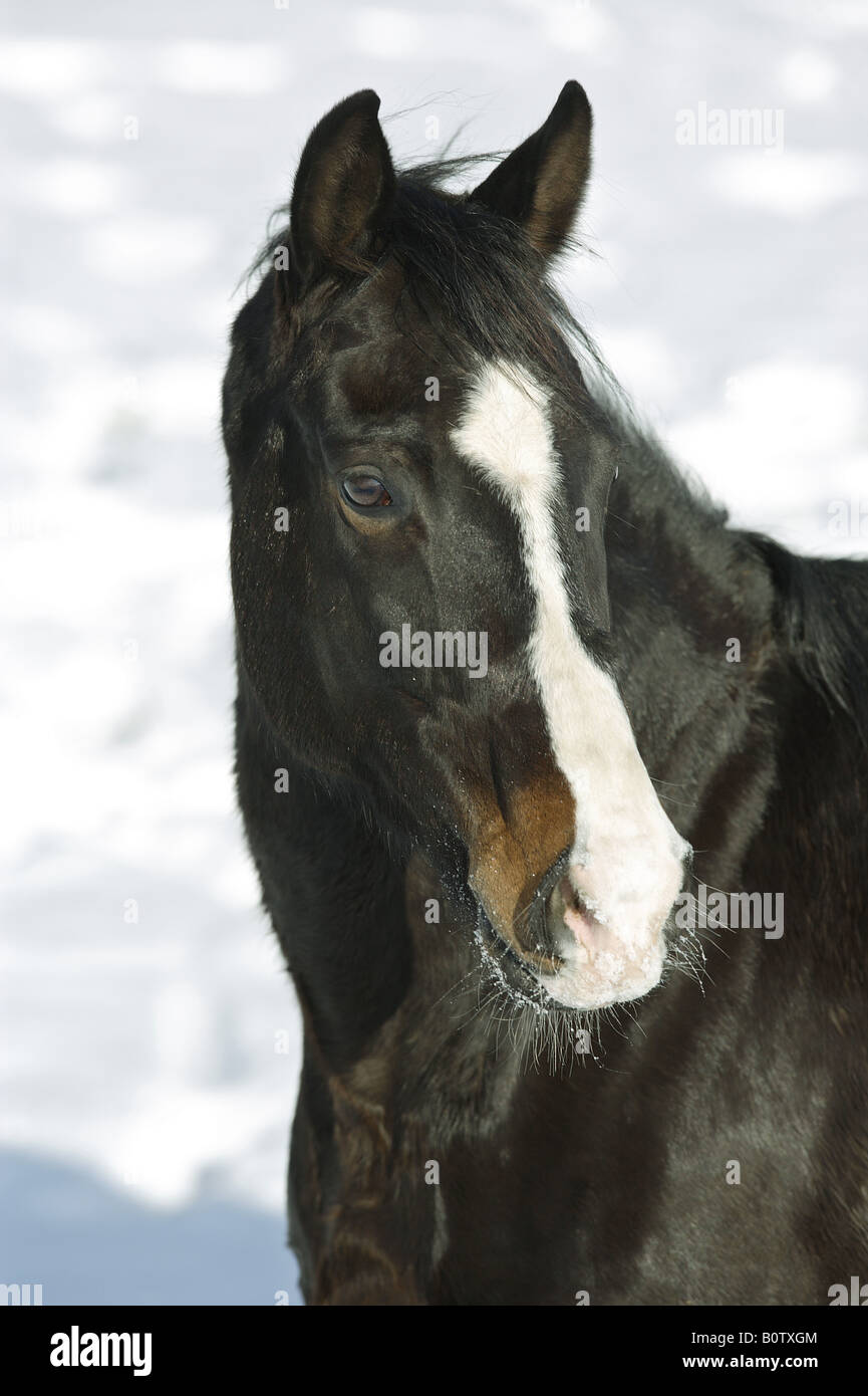 holstein - portrait Stock Photo - Alamy