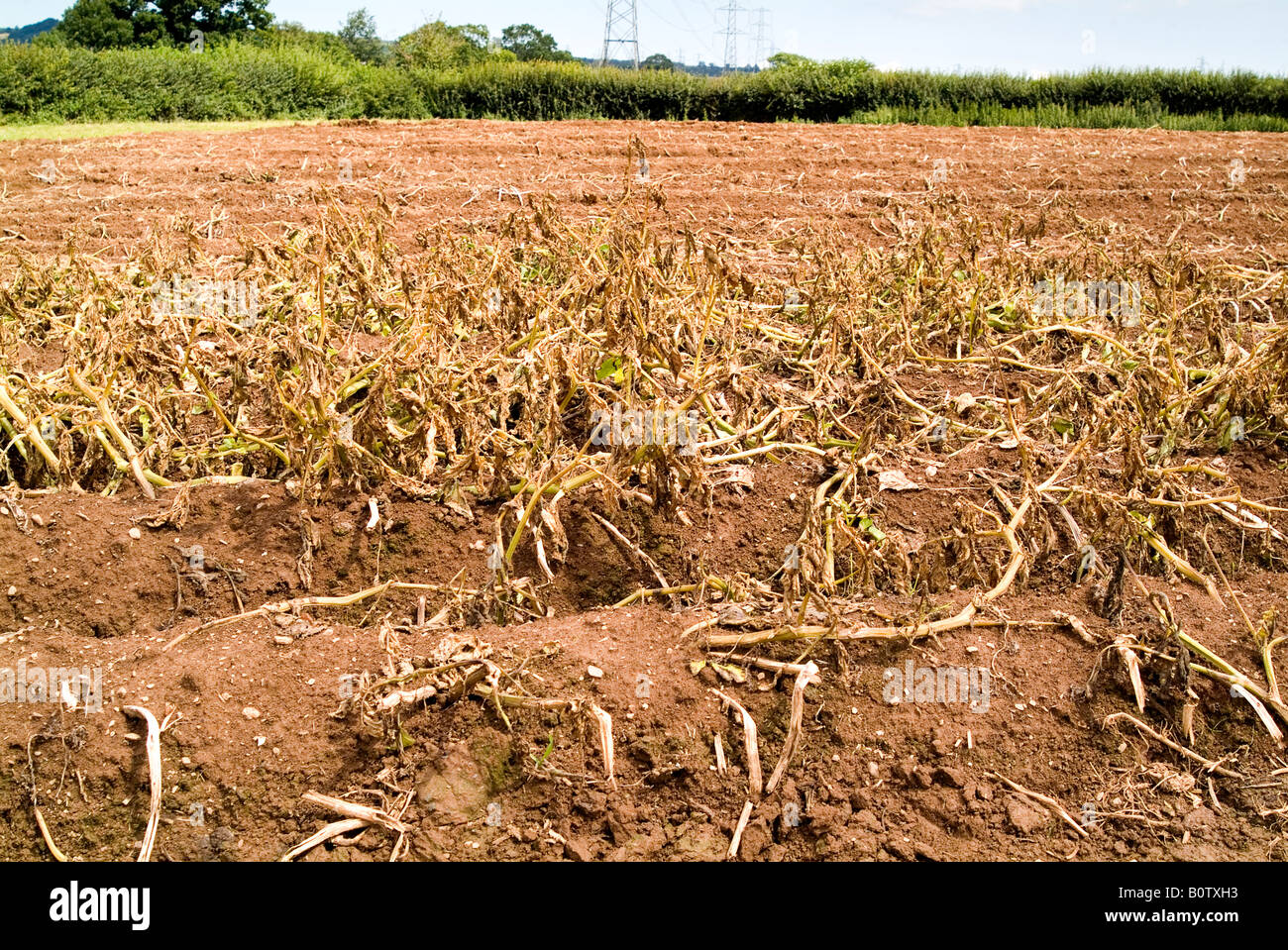 Bad Cropping Photography