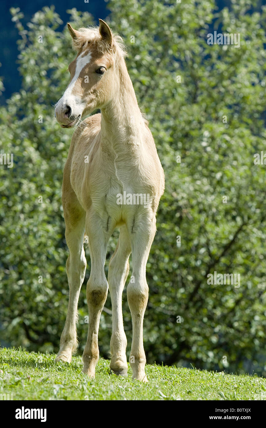 haflinger foal - standing on meadow Stock Photo - Alamy