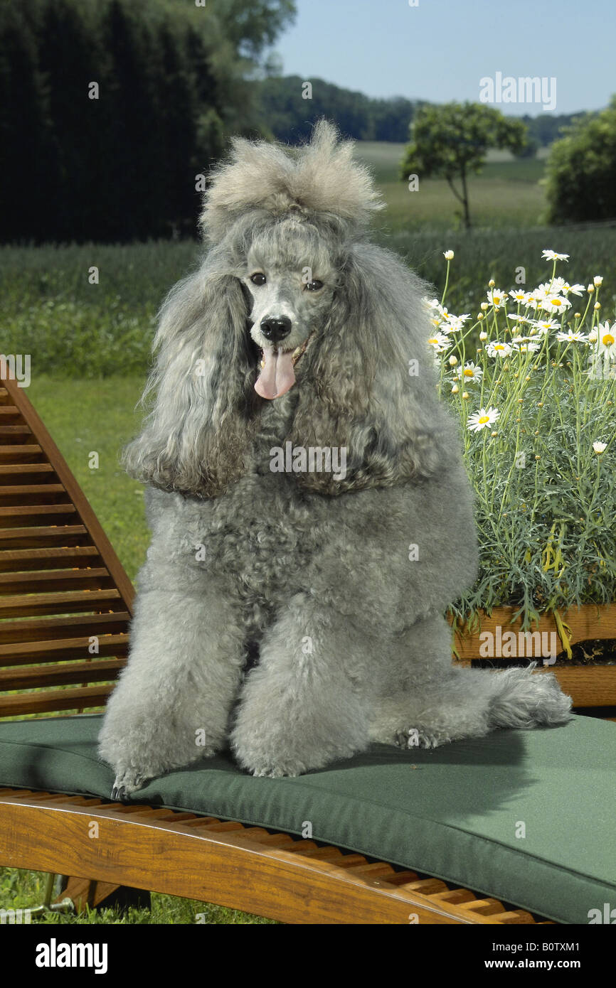 Standard poodle - sitting on deck chair Stock Photo - Alamy