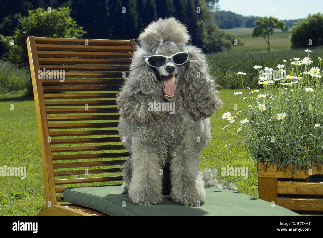 Standard poodle - sitting on deck chair Stock Photo - Alamy