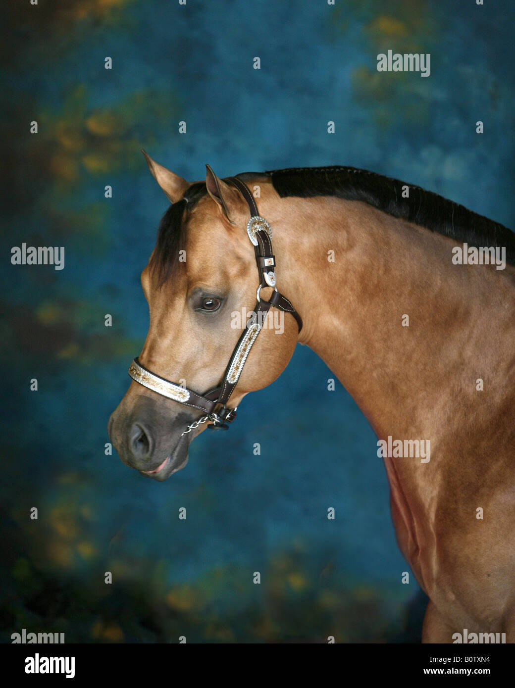 Portrait beautiful horse halter hi-res stock photography and images - Alamy