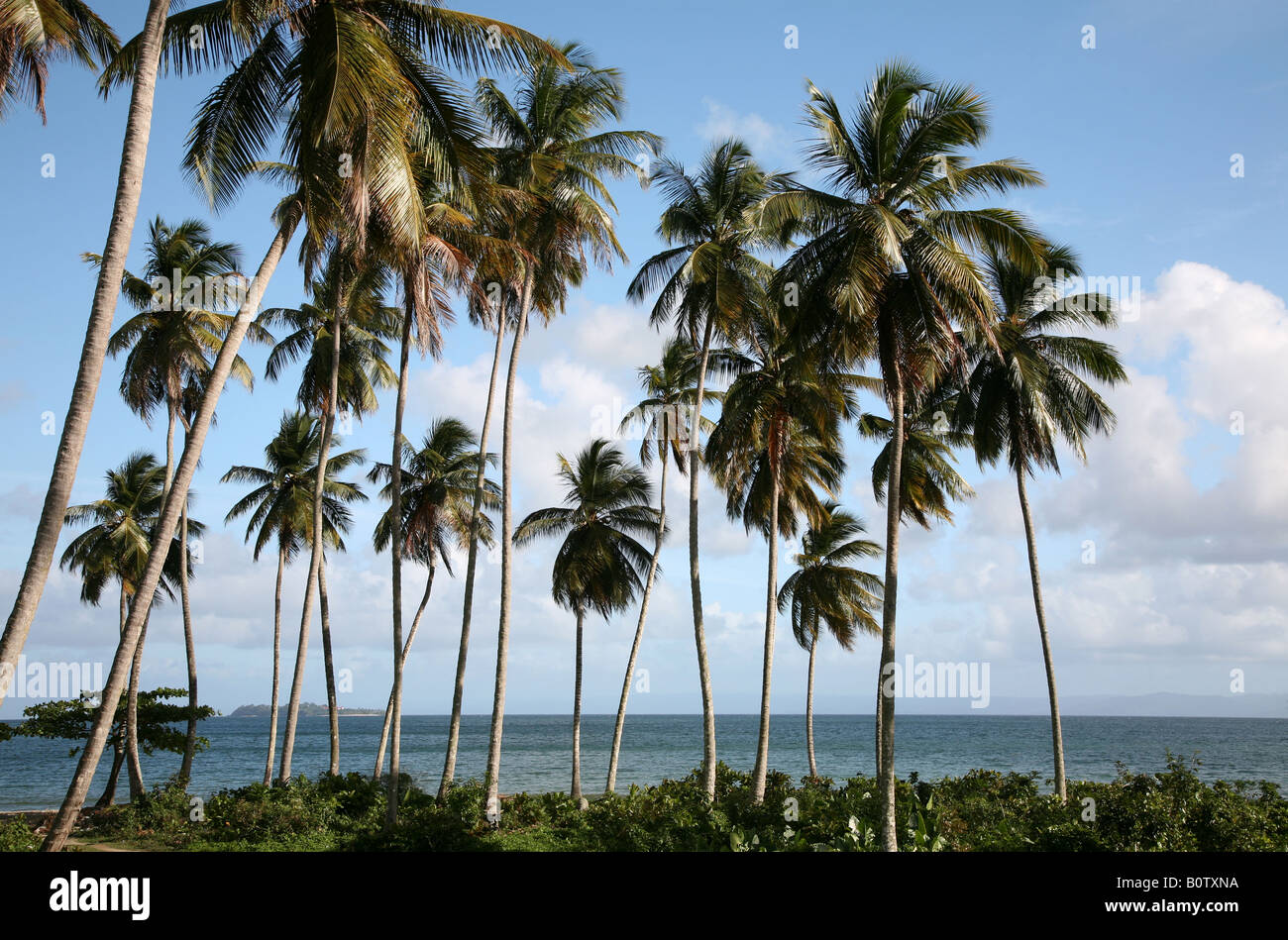 Palm Trees on the beach Playa Anadel on the Samana Peninsula, Dominican ...