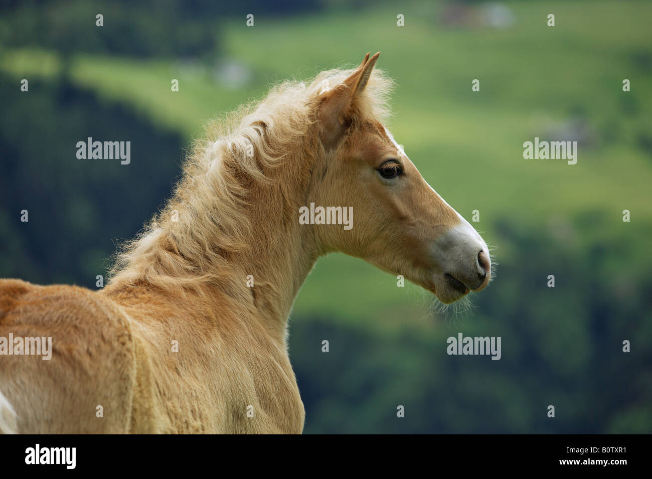 haflinger foal - portrait Stock Photo - Alamy