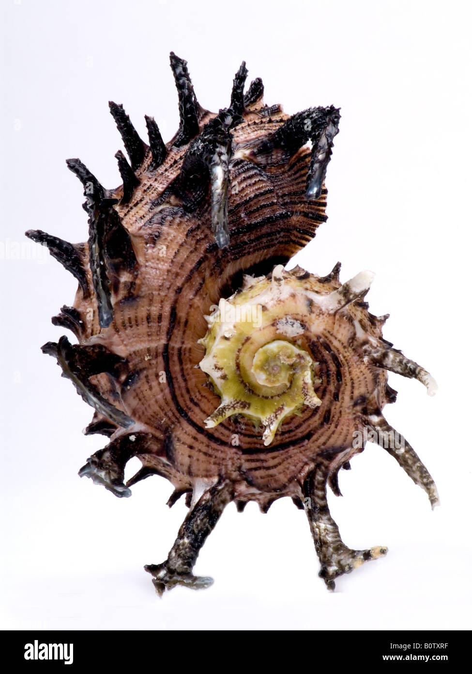 Spiky Sea Shell Stock Photos & Spiky Sea Shell Stock Images - Alamy