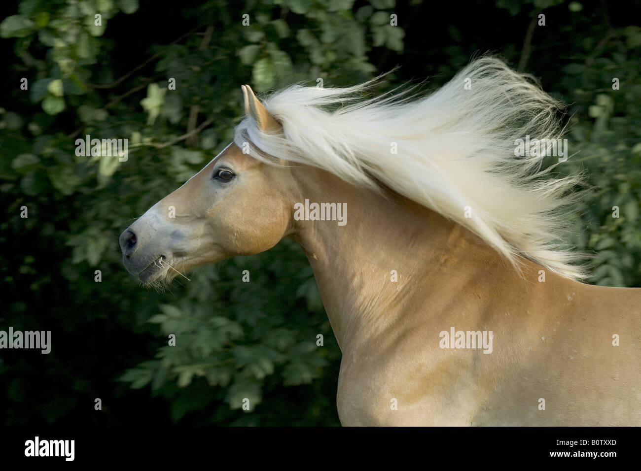 haflinger - portrait Stock Photo - Alamy
