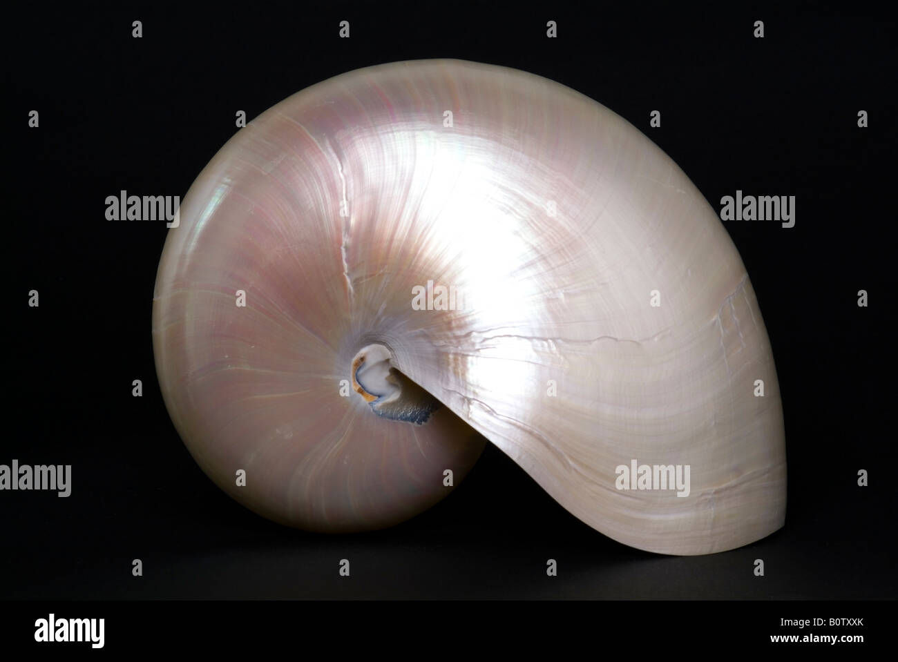 Nautilus sea shell hi-res stock photography and images - Alamy