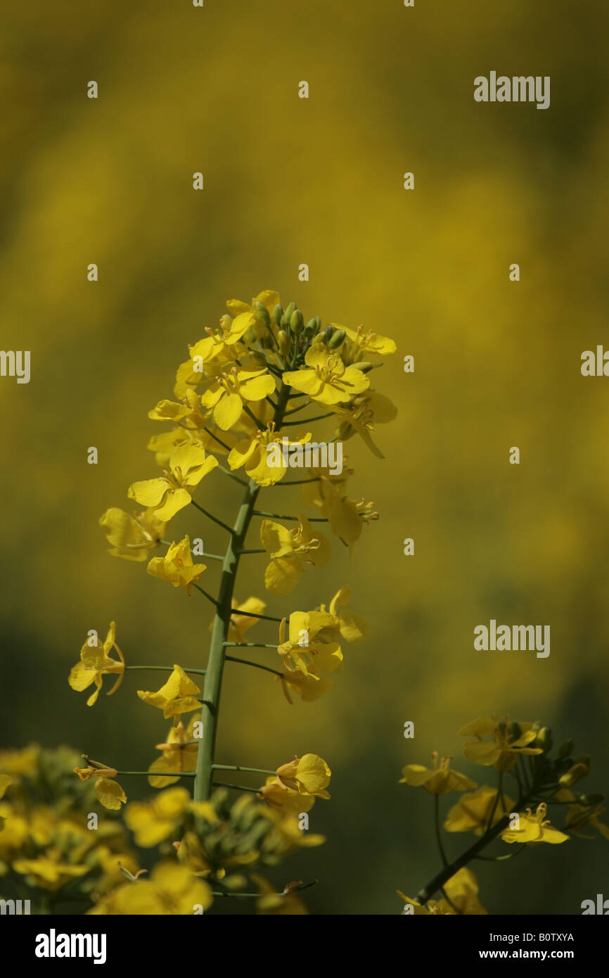 Single oilseed rape flowerhead Stock Photo - Alamy