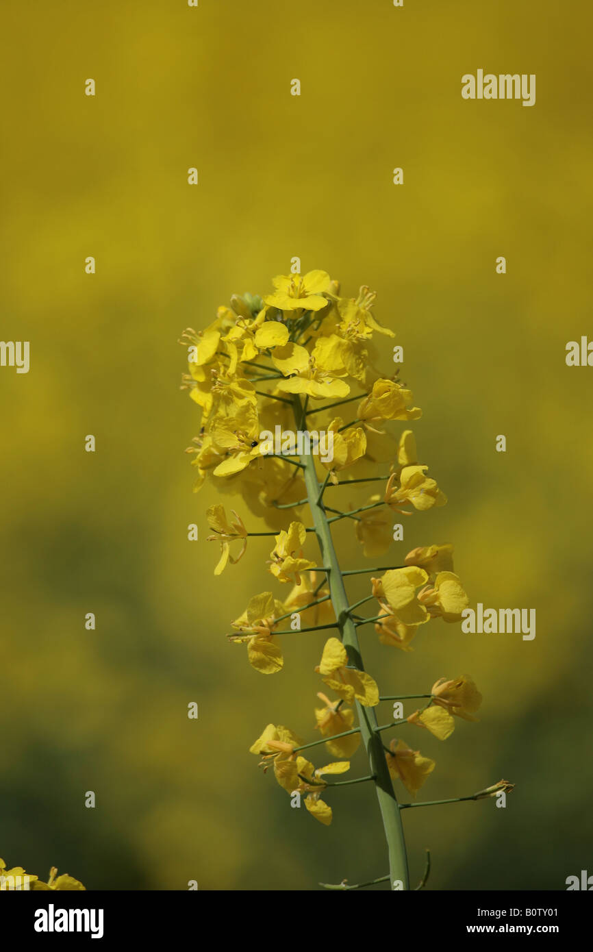 Oilseed rape in flower Stock Photo - Alamy