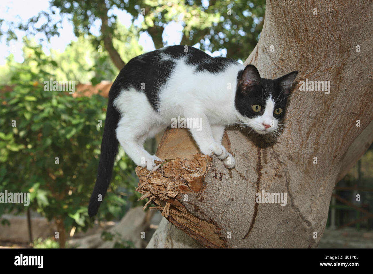 Cat tree hi-res stock photography and images - Alamy