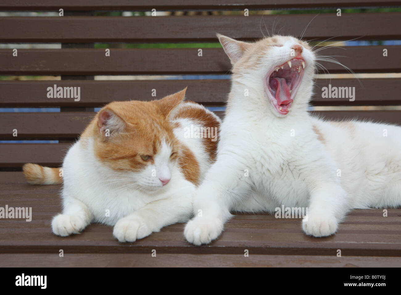 Two cats outside hi-res stock photography and images - Alamy