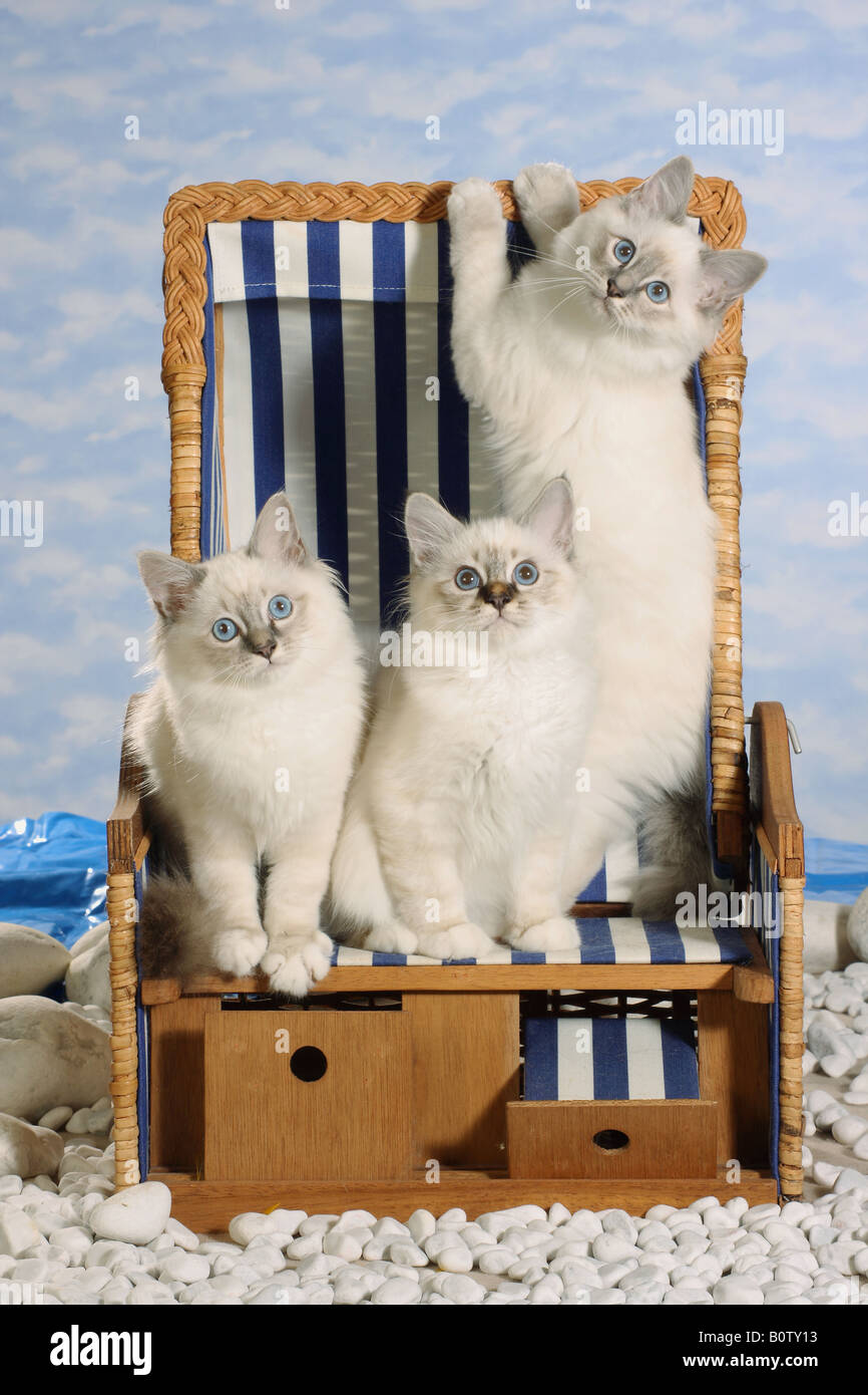 three young Sacred cats of Burma in beach chair Stock Photo - Alamy