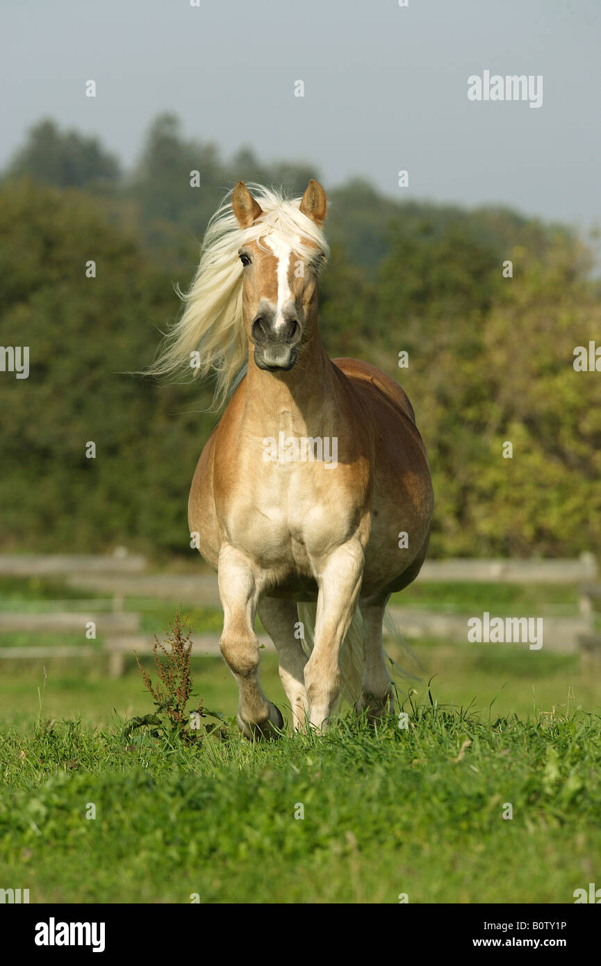 haflinger - running on meadow Stock Photo - Alamy