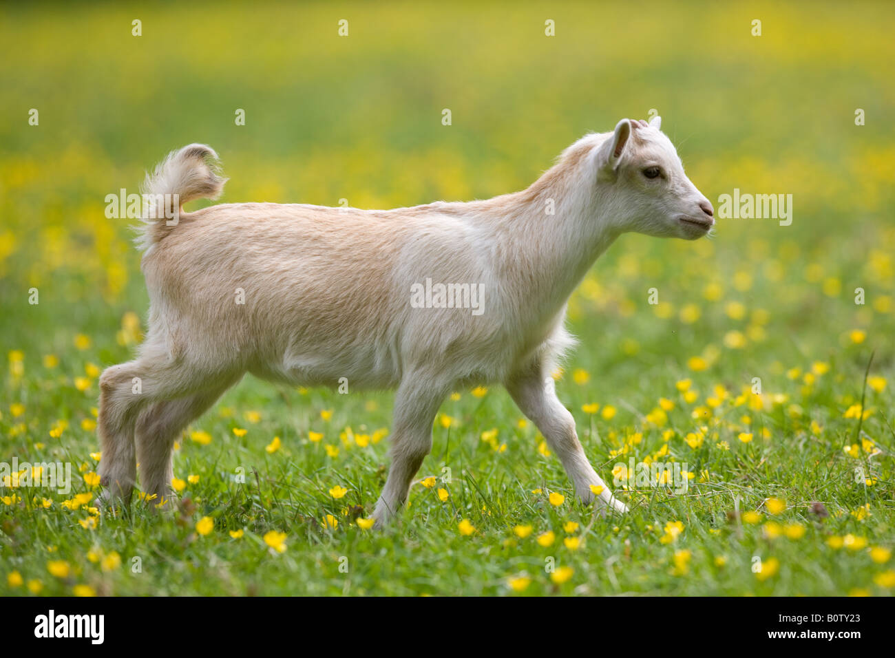 domestic Pygmy Goat Stock Photo - Alamy