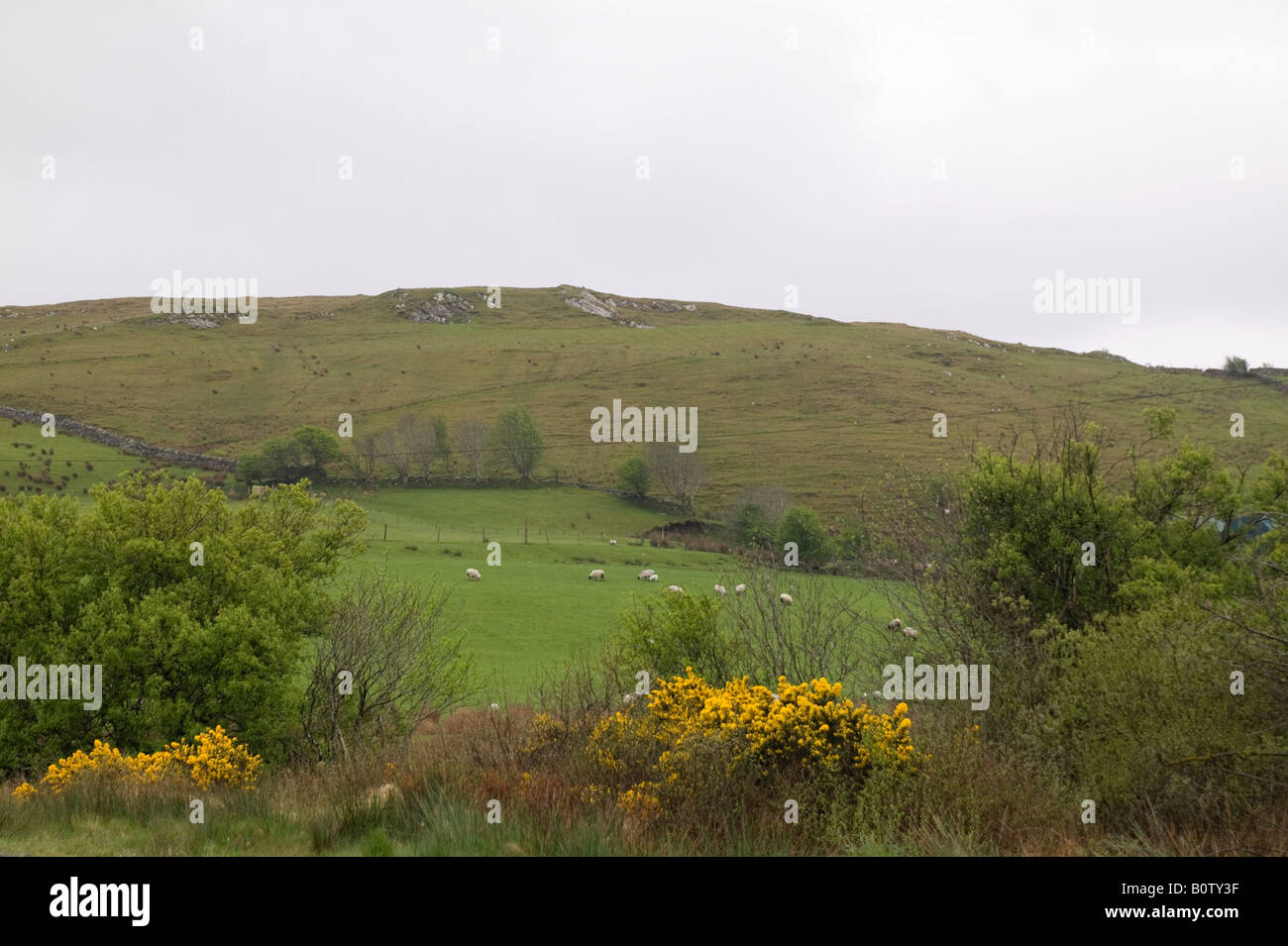 A green pasture with sheep in Ireland Stock Photo - Alamy