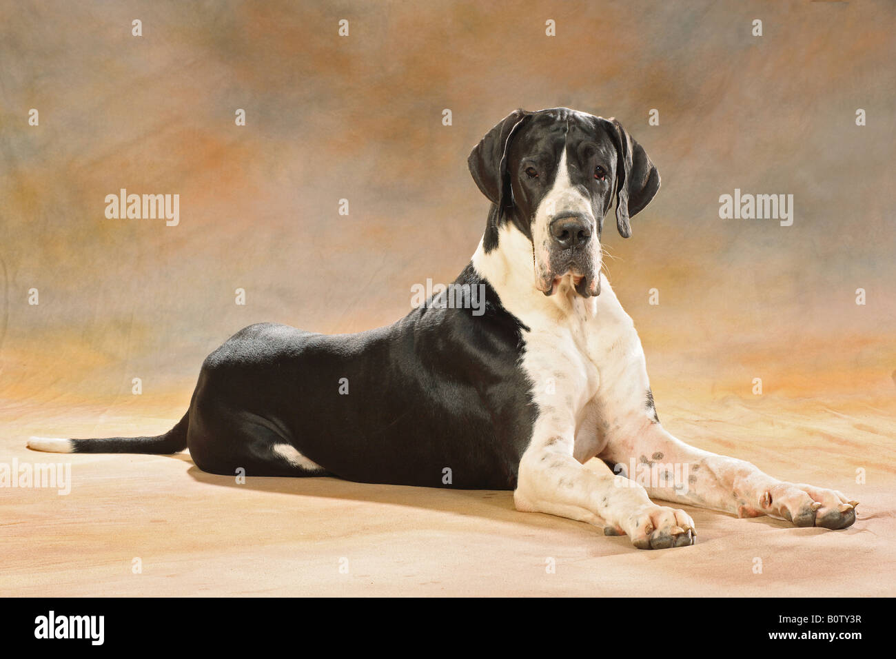 Boarhound hi-res stock photography and images - Alamy