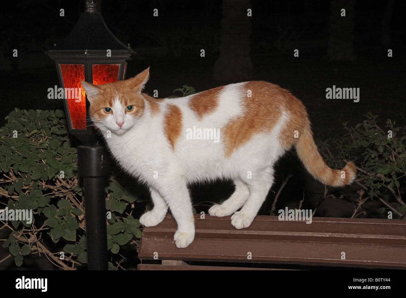 domestic cat - standing on bench Stock Photo - Alamy