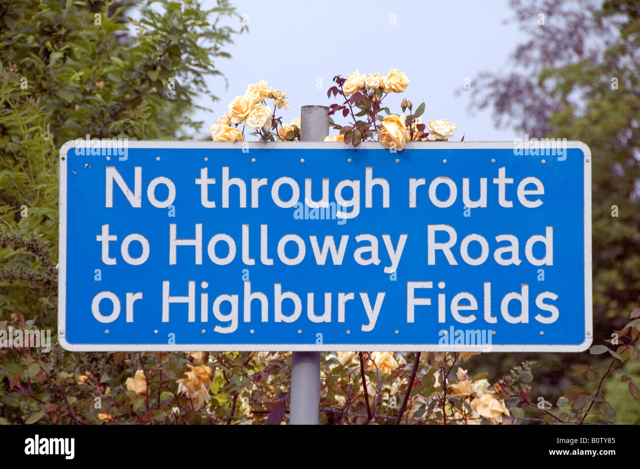 Road traffic sign with roses growing around it Highbury London England ...
