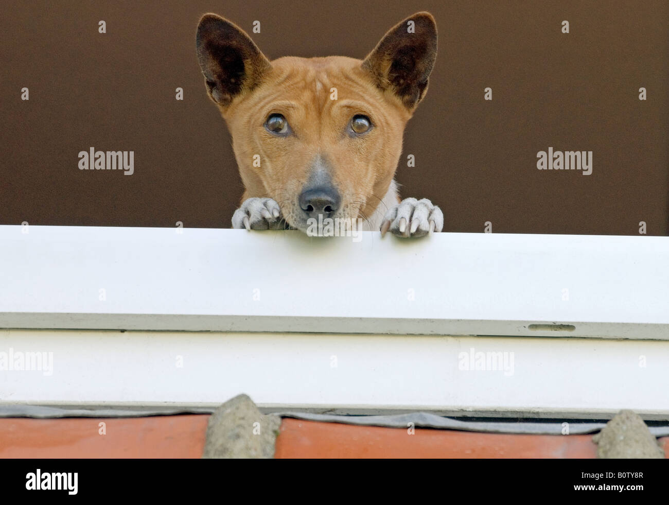 young Basenji - head and paws on beam Stock Photo - Alamy