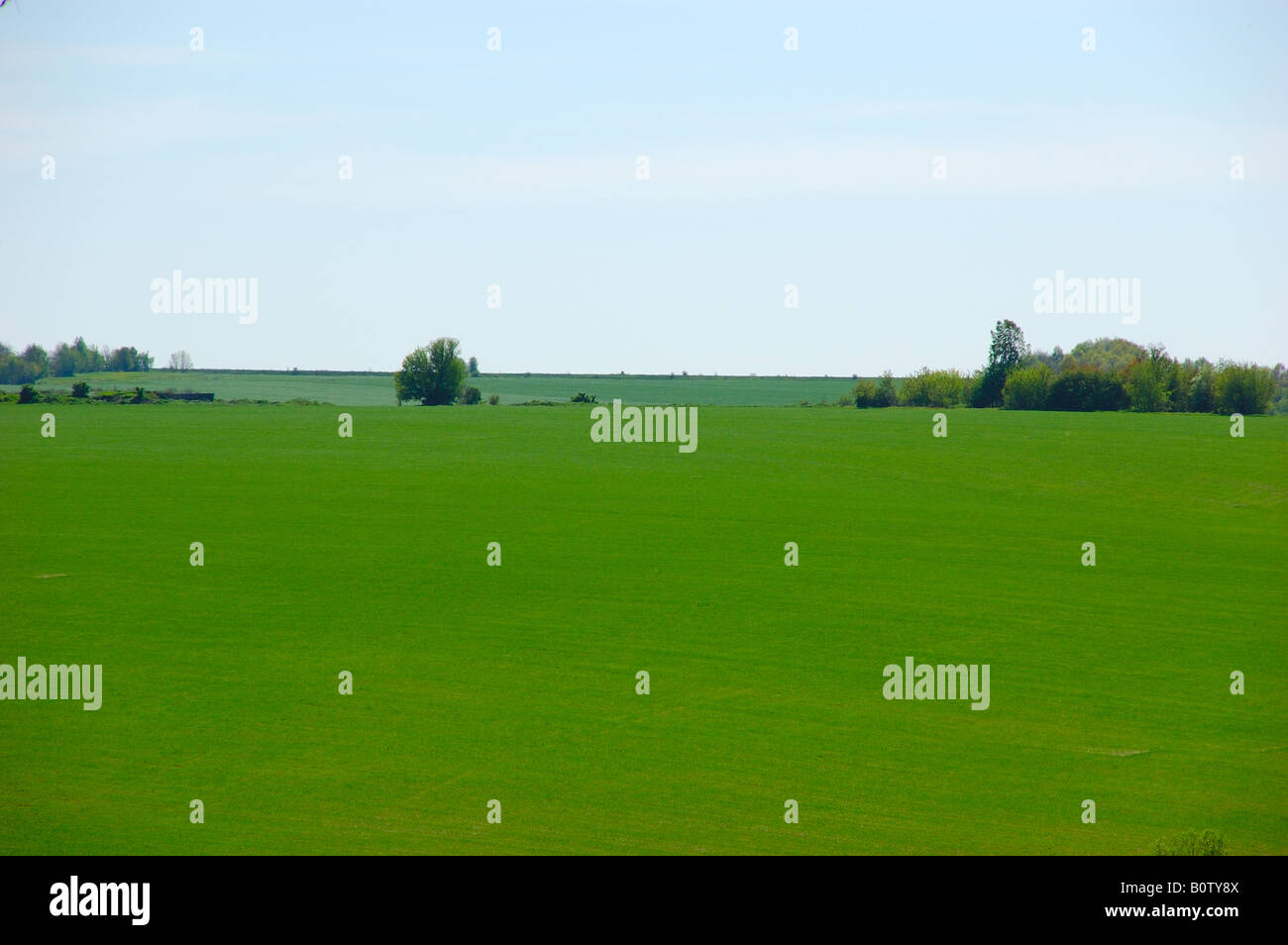 green field in summer perfect weather Stock Photo - Alamy