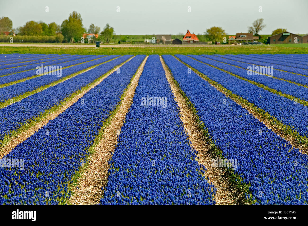 netherlands north holland dutch tulips bulbfields flowers Anna Paulowna ...