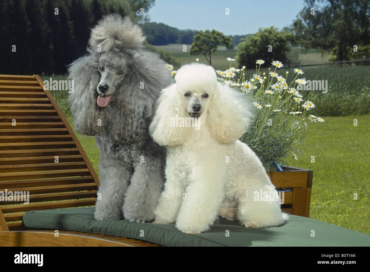 Standard poodle and miniature poodle - sitting on a deck chair Stock ...