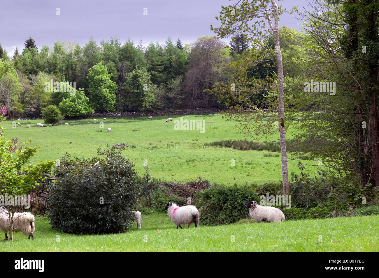 Sheep in a meadow Stock Photo - Alamy